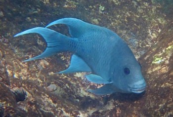 Huatulco Underwater – Snorkeling with colorful creatures