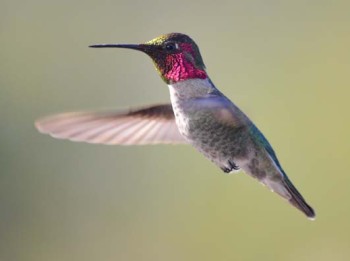 To Catch a Hummingbird (on camera!)