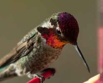 To Catch a Hummingbird (on camera!)