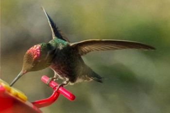 To Catch a Hummingbird (on camera!)