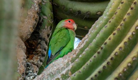 Peach Faced Lovebirds in Phoenix, AZ – Parrots in Cactus!