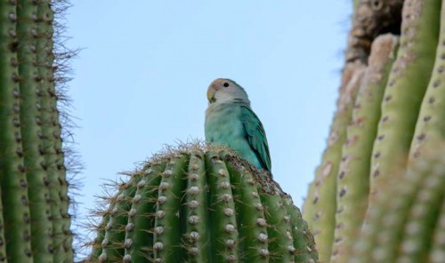 Peach Faced Lovebirds in Phoenix, AZ – Parrots in Cactus!