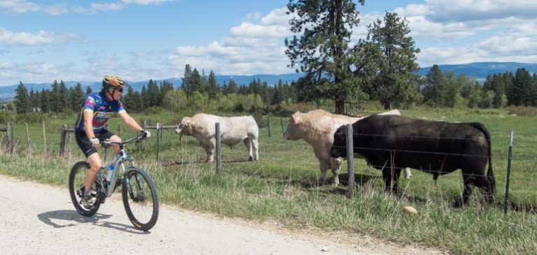 Montana’s Bitterroot Valley – Elk, Horses, Ranches & More!