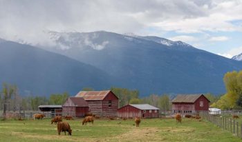 Montana’s Bitterroot Valley – Elk, Horses, Ranches & More!