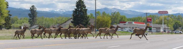 Montana’s Bitterroot Valley – Elk, Horses, Ranches & More!
