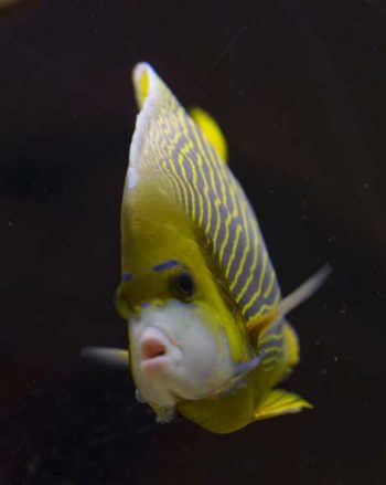 Banff, Alberta – A Grand Resort Town in the Canadian Rockies