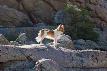 Brooks Lake, Split Rock, Adventure Travelers + Wyoming Highlights!