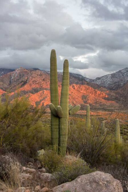 Catalina State Park & Roosevelt Lake: RV Camping in AZ