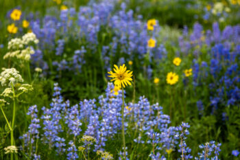 Crested Butte – Wildflower Capital of Colorado!