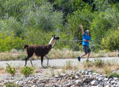 Burro Days! Burro Races, Llamas & Outhouses in Fairplay CO